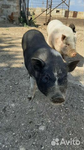 Вьетнамск вислобрюхий поросенок