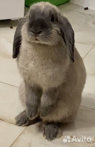 Кролик породы карликовый баран