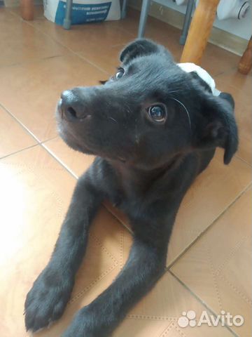 Мальчик,2,5 месяца.Здоров,готовим к вакцинации