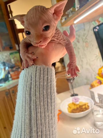 Котята сфинкс