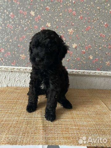 Пуделек мальчик