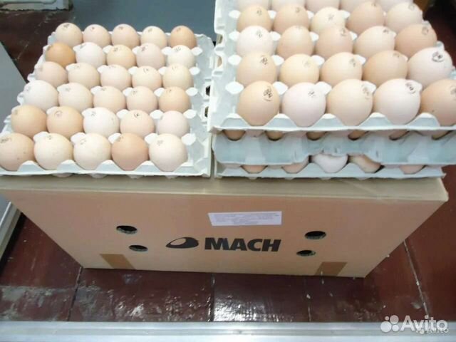 Инкубационное яйцо бройлера кобб 500
