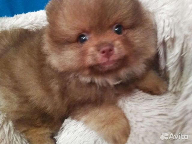 Померанский шпиц