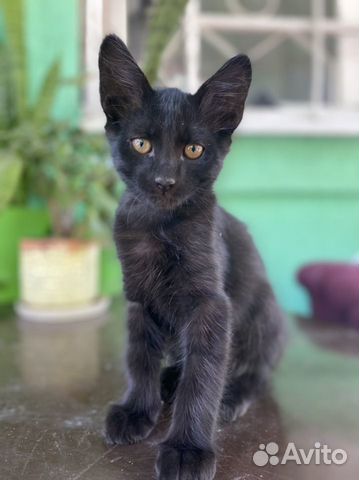 Красивый котенок, успех