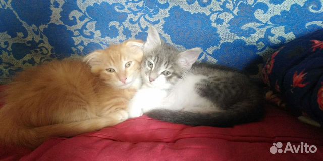 Шотландские вислоухие котята