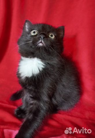 Котенок девочка бесплатно