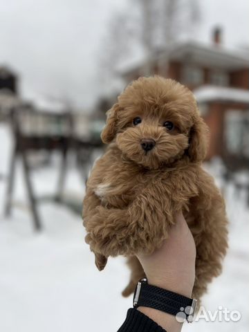 Той пудель Лелик РКФ