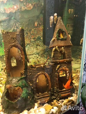 Улитки мелании