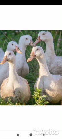 Утки муларды