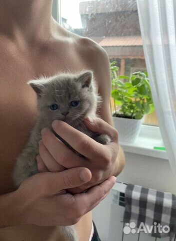 Шотландская кошка