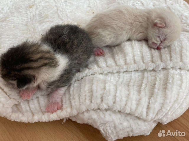 Ищем кормящую кошку