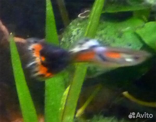 Отдам самок гуппи