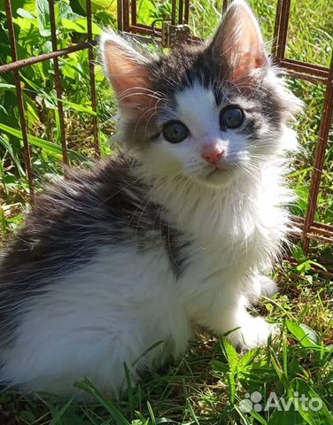 Чудная малышка в поисках дома