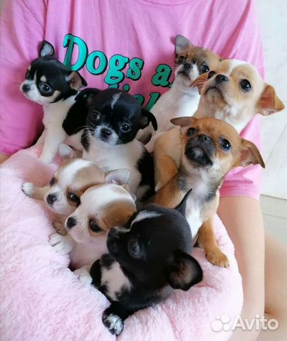 Самые красивые малыши чихуахуа