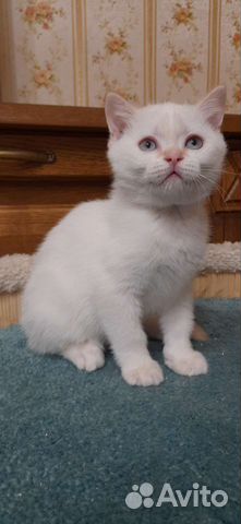 Котёнок с голубыми глазками