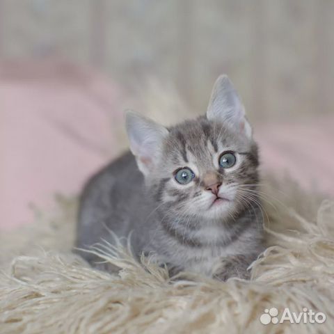 Европейская серо-голубая коротко шерстная Кошечка
