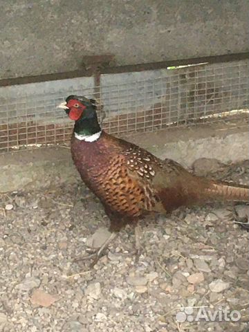 Фазан охотничий