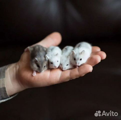 Хомяк (1мес)