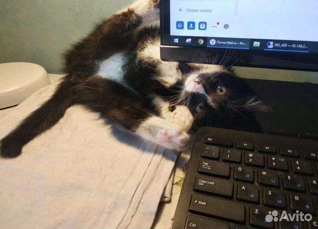 Чудо- котенок