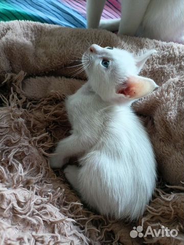 Котенок оринтал