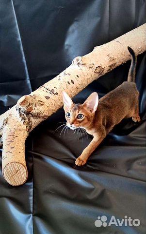 Абиссинские котята