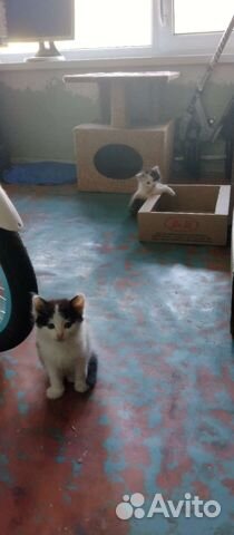 Соня и Кеша