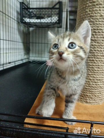 Котята бесплатно