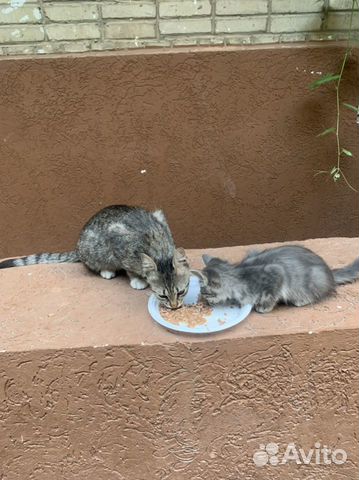 Отдам в хорошие руки бесплатно котят