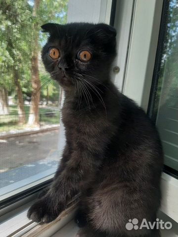 Британский кот на вязку