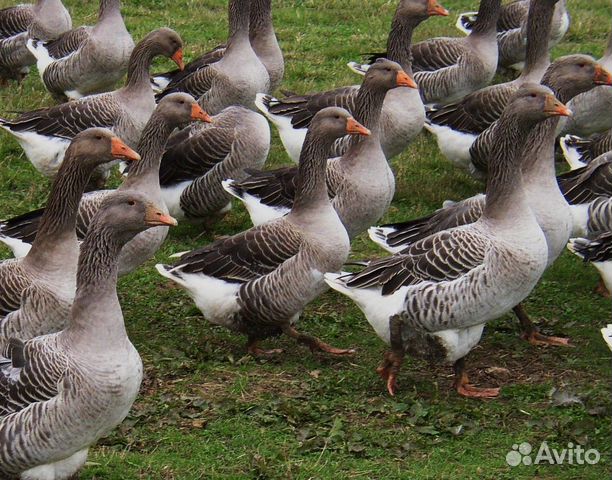 Гуси породы серая крупная