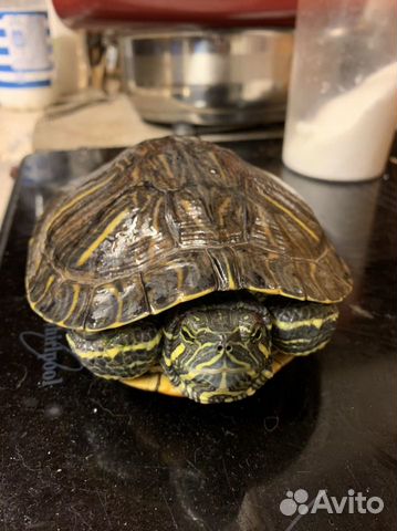 Красноухая черепаха