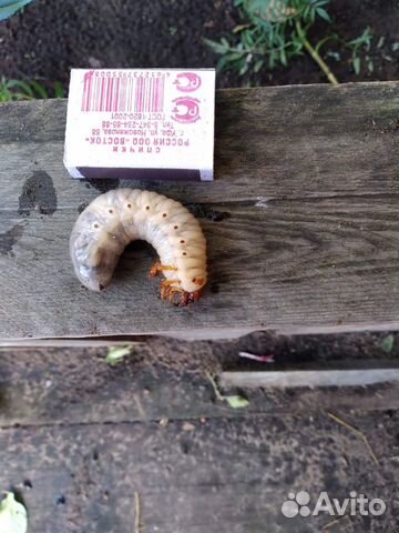 Жук носорог личинка