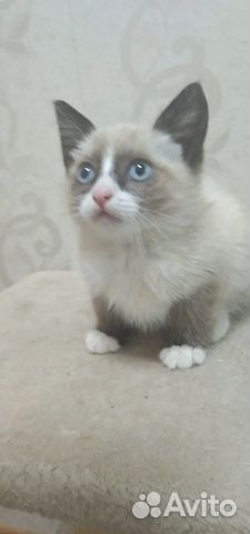 Тайский мальчик в дар :)