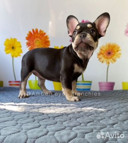 Французский бульдог щенок