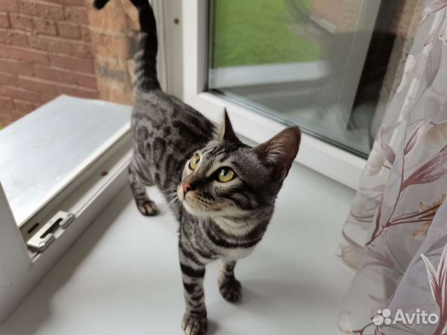 Бенгальская серебряная девочка