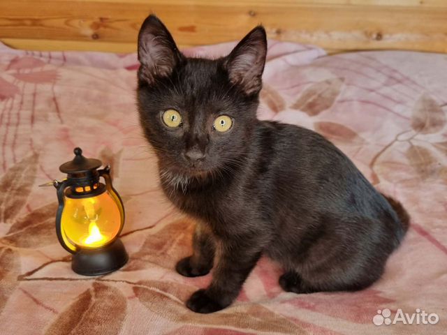 Котик Изюмчик в добрые руки