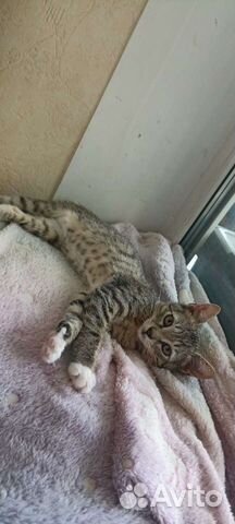 Котёнок девочка