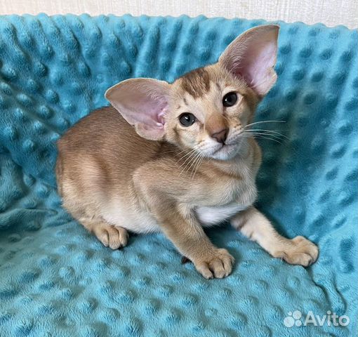 Ориентыльный котик