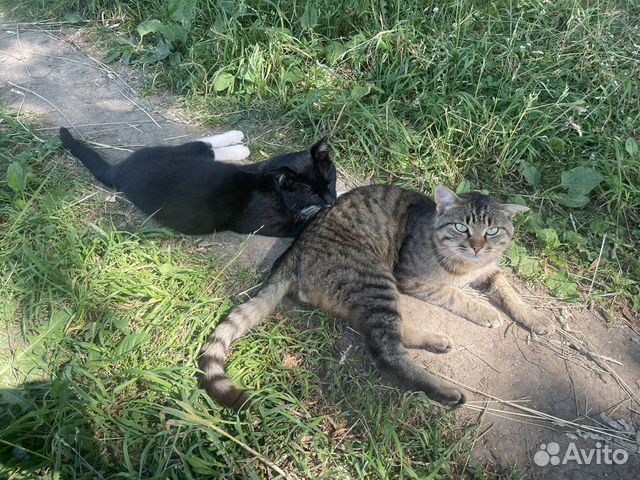 Котики братья ищут дом