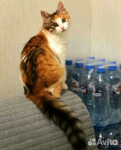 Для тех кто ищет мега ласкового котенка