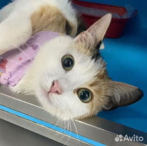 Красивая и очень ласковая кошечка Бесси в дар