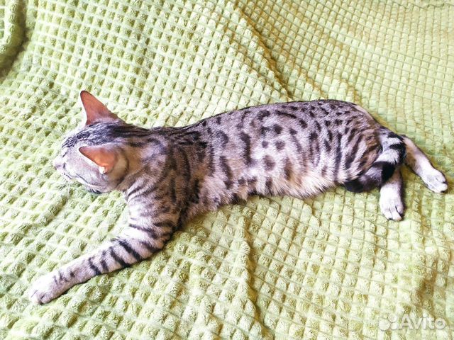 Саванна крупный котик