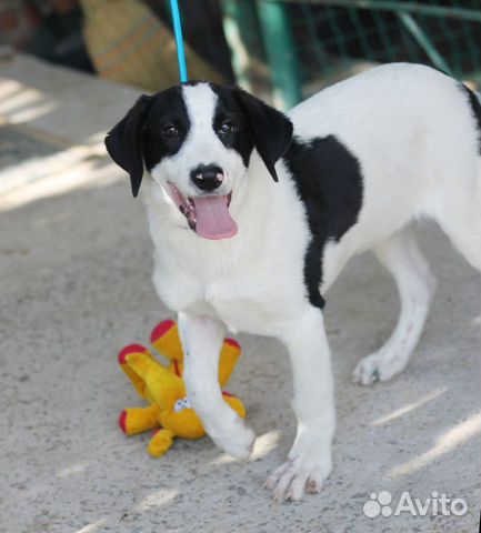 Боб-розовый нос ищет семью