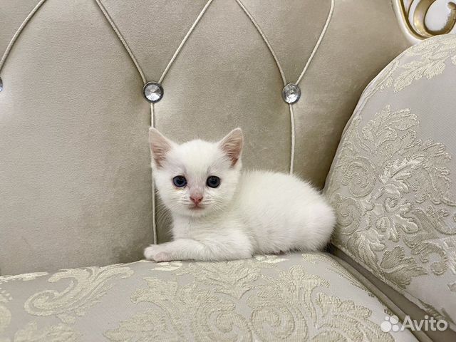 Шикарная разноглазка