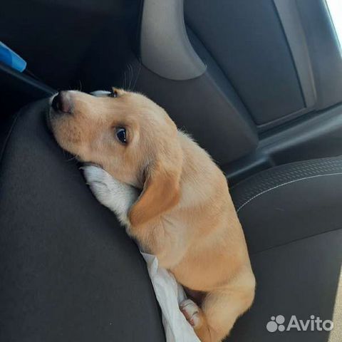 Щенок Лабрадора