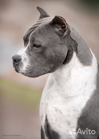 Щенки аст Кобели Шоу