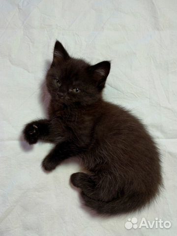 Милый котенок ищет дом. Отдадим в добрые руки