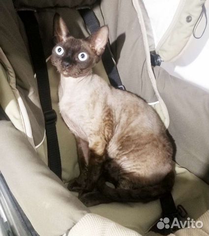 Девоненок 8 мес