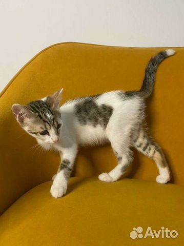 Маленький ласковый котенок девочка