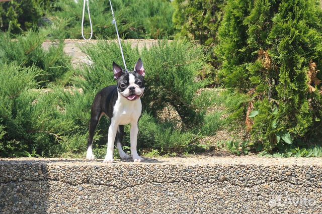 Бостон терьер девочка